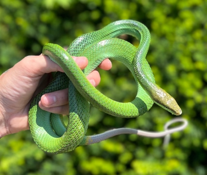 Malaysian Red-tailed Green Rat Snake by SATOO - MorphMarket