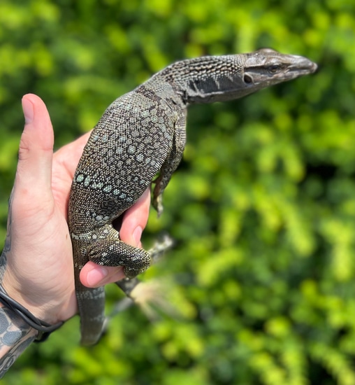 Roughneck Monitor Black Roughneck Monitor by SATOO