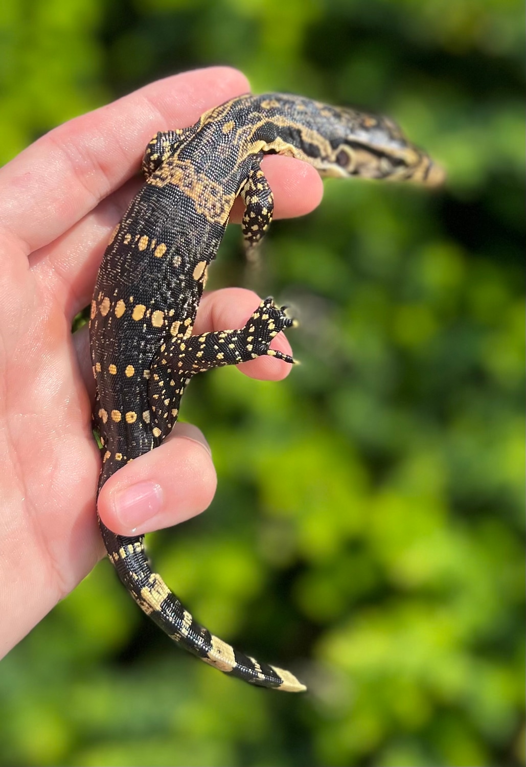GORGEOUS Baby Water Monitor by SATOO - MorphMarket