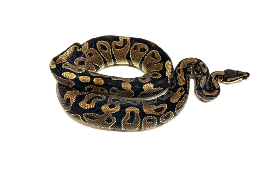 Adult Normal Ball Pythons by SATOO