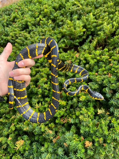 Indonesian Mangrove Snake FREE SHIPPING! More Colubrid by SATOO