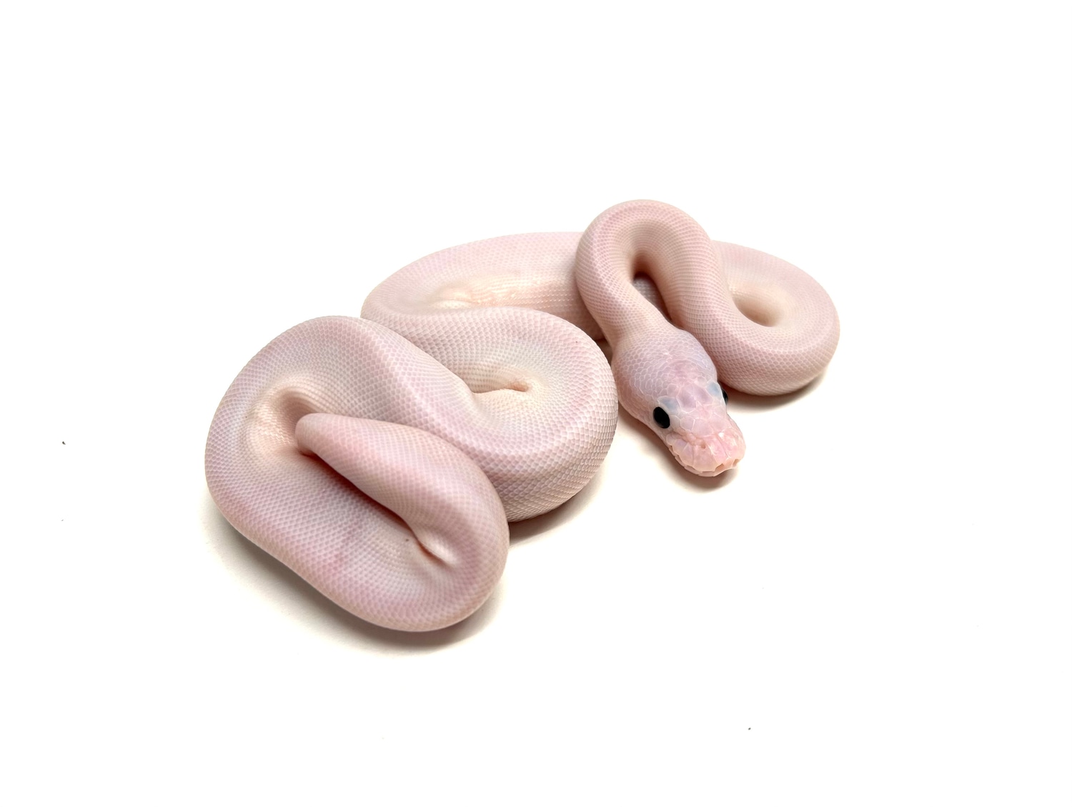 Super Fire Pastel Ball Python by SATOO - MorphMarket