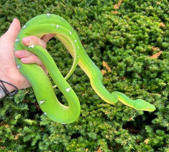 Aberrant Emerald Tree Boa Northern Emerald Tree Boa by SATOO