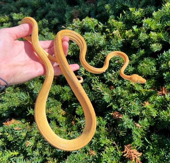Patternless Amazon Tree Boa FLASH SALE! by SATOO
