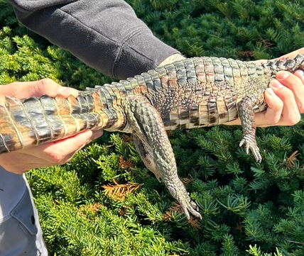 Cuvier's Dwarf Caiman by SATOO - MorphMarket