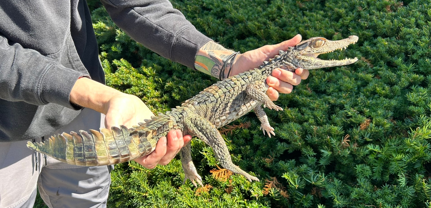 2' Smooth Front Caiman FLASH SALE! Smooth-fronted Caiman by SATOO ...
