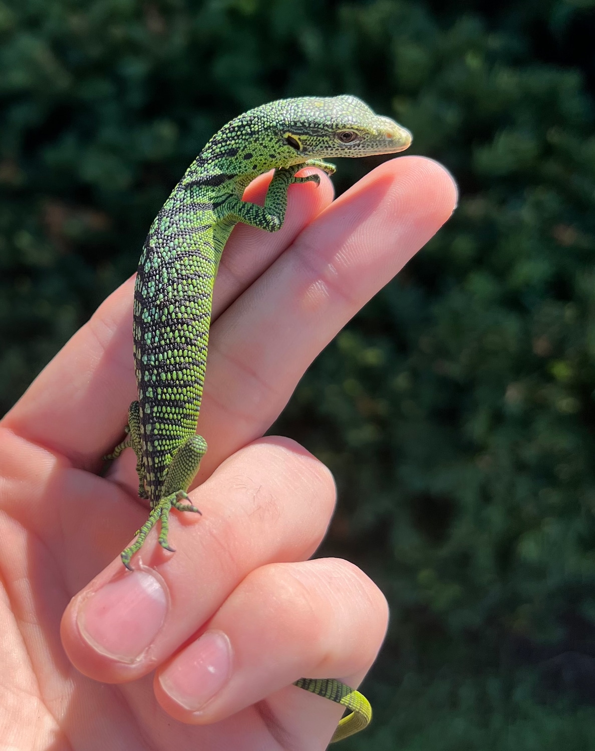Baby Green Tree Monitor by SATOO - MorphMarket