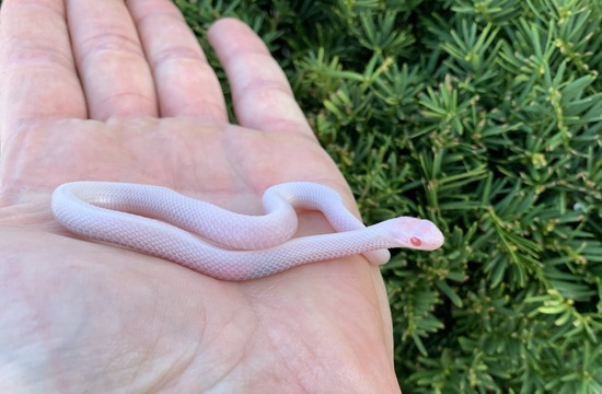 Baby Snow Plains Garter Snakes 4th Of July SALE! by SATOO