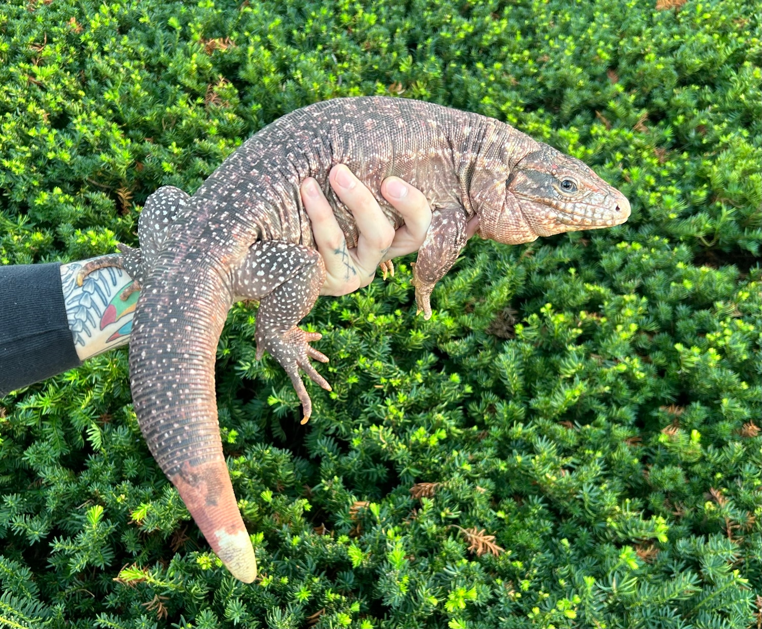 Adult Red Tegu (Imperfect) Argentine Tegus by SATOO - MorphMarket