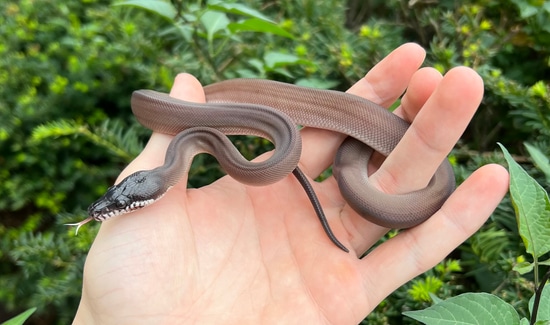 Baby Southern White-Lipped Pythons by SATOO