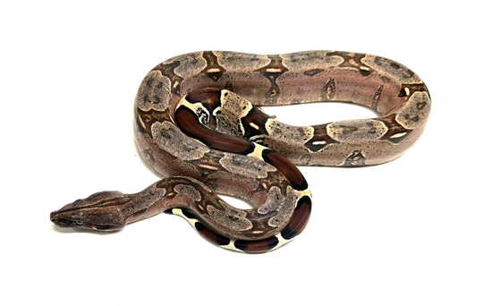 Juvenile Suriname Boa True Red-Tailed Boa Constrictor by SATOO