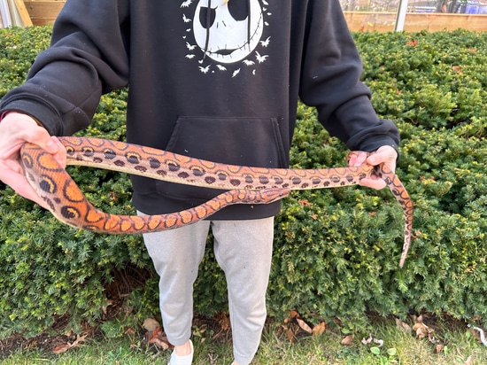 Adult Brazilian Rainbow Boa by SATOO