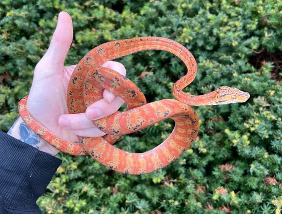 Adult Red Amazon Tree Boa by SATOO
