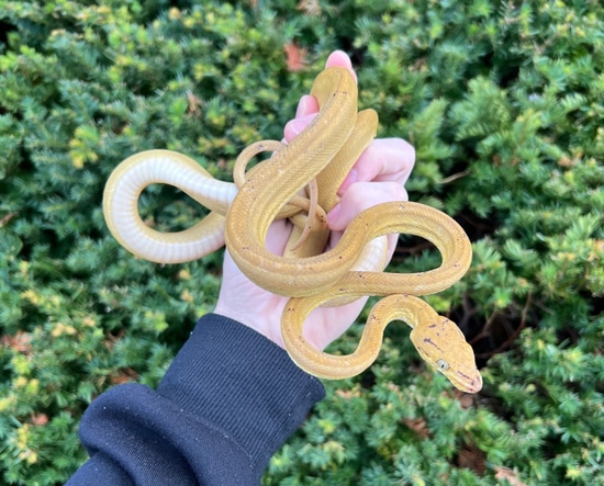 Adult Patternless Yellow Amazon Tree Boa by SATOO