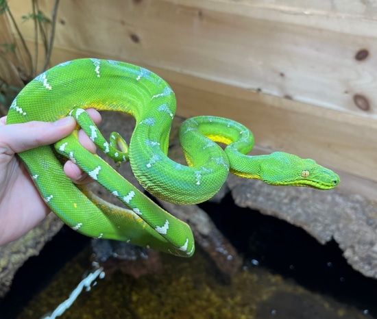 Adult Emerald Tree Boa Northern Emerald Tree Boa by SATOO