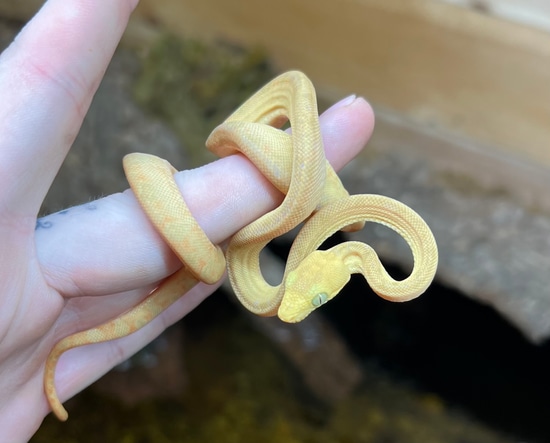 Baby Hypo Amazon Tree Boa by SATOO