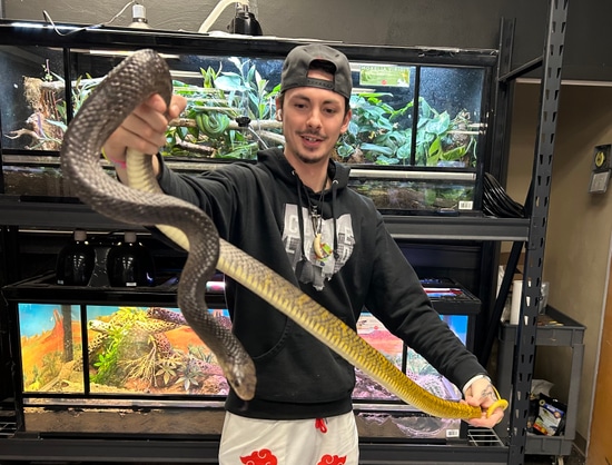 Adult Yellow Tailed Cribo Cribo & Indigo Snakes by SATOO