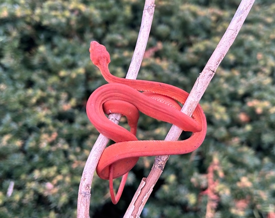 Baby Red Amazon Tree Boa by SATOO
