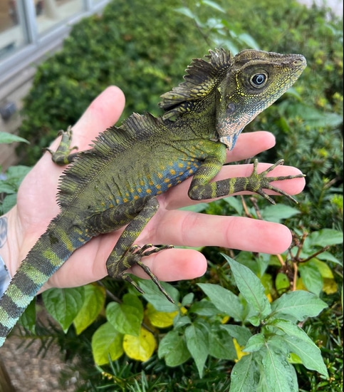 1.1 Great Angle-Head Lizards More Lizard by SATOO