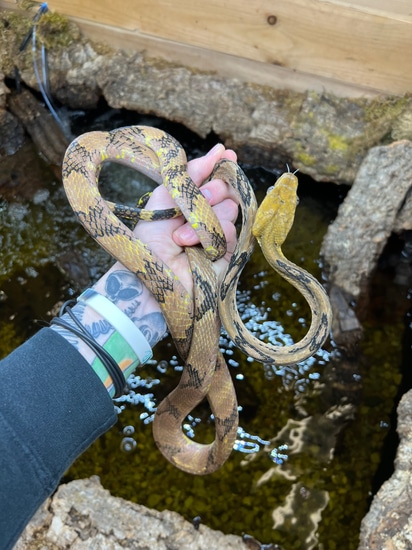 Adult Dog-Tooth Cat Snake More Colubrid by SATOO