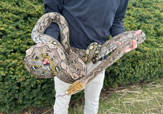 Adult Reticulated Python by SATOO
