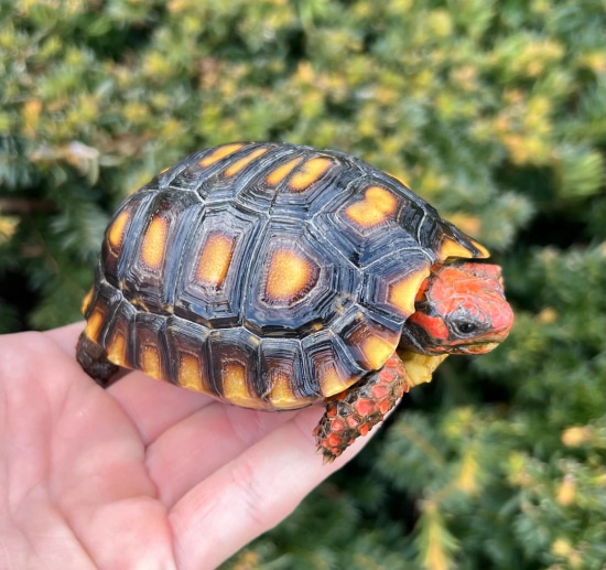 4" Cherry-Head Red Foot Tortoise Red-Footed Tortoise by SATOO