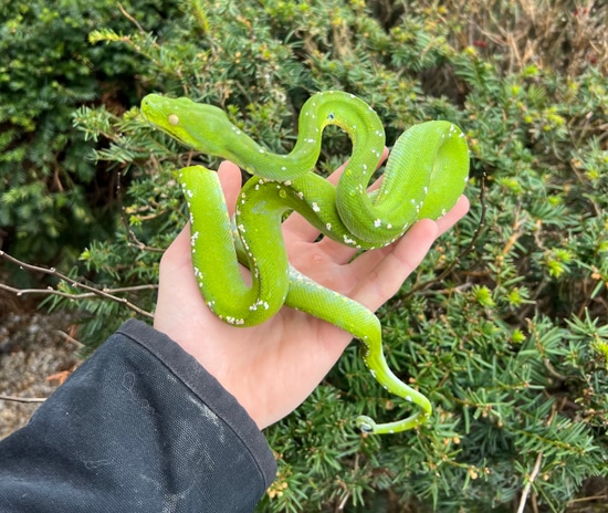 Aru Green Tree Python by SATOO
