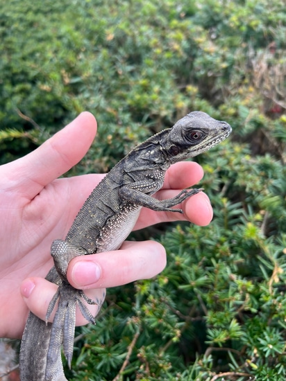 Baby Sulawesi Sailfin Dragon by SATOO