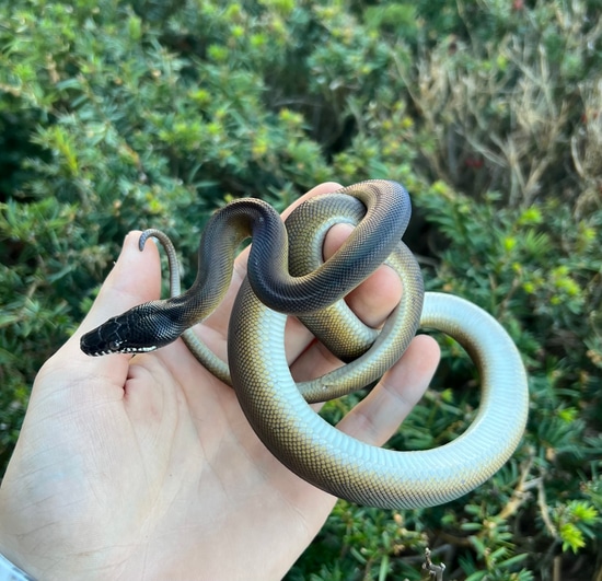 Juvenile Northern White Lipped Pythons White-Lipped Python by SATOO