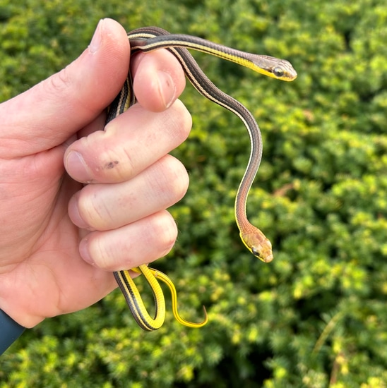 Baby Striped Bronzeback Snakes More Colubrid by SATOO