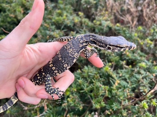 Baby Water Monitors by SATOO