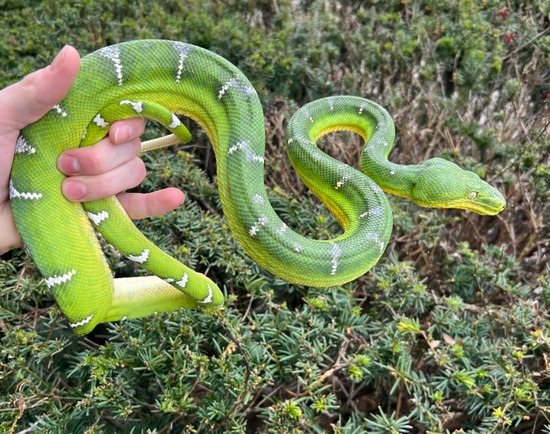 Adult Emerald Tree Boa Northern Emerald Tree Boa by SATOO