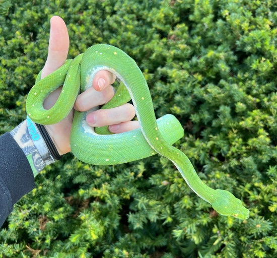 Adult Biak Green Tree Python EASTER SALE! by SATOO