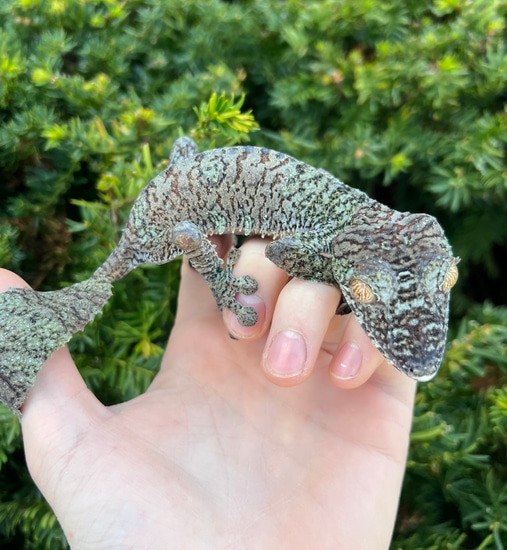 Adult Giant Leaf-Tailed Geckos EASTER SALE! by SATOO