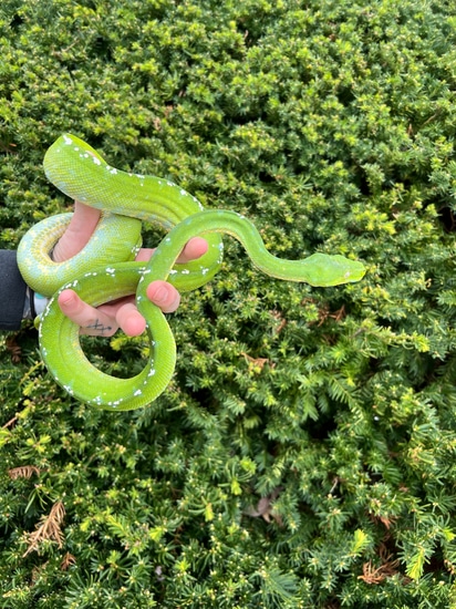 Aru Green Tree Python by SATOO