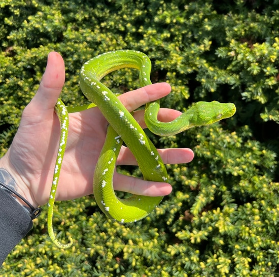 Aru Green Tree Python by SATOO
