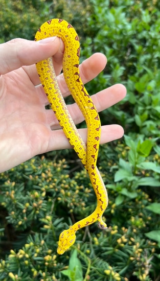 YELLOW Biak Green Tree Python FREE GIFT CARD SALE! by SATOO