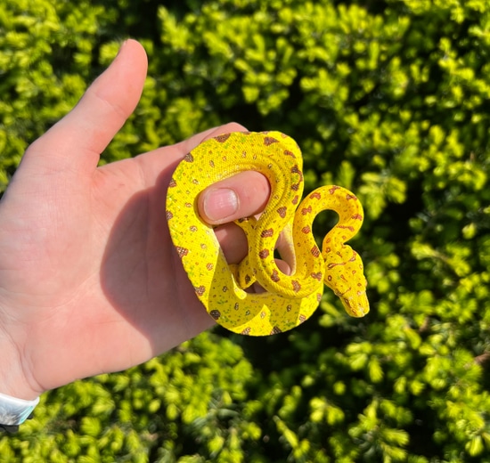 Baby Yellow Biak Green Tree Pythons by SATOO