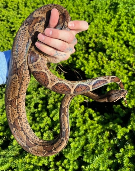 Sub-Adult Hypo Central American Boa Boa Constrictor by SATOO