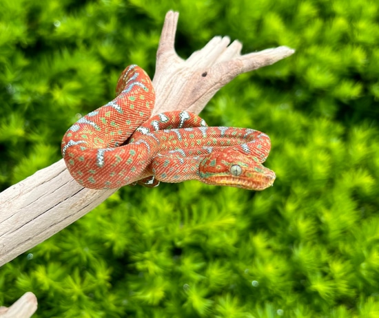 Baby Emerald Tree Boa Northern Emerald Tree Boa by SATOO