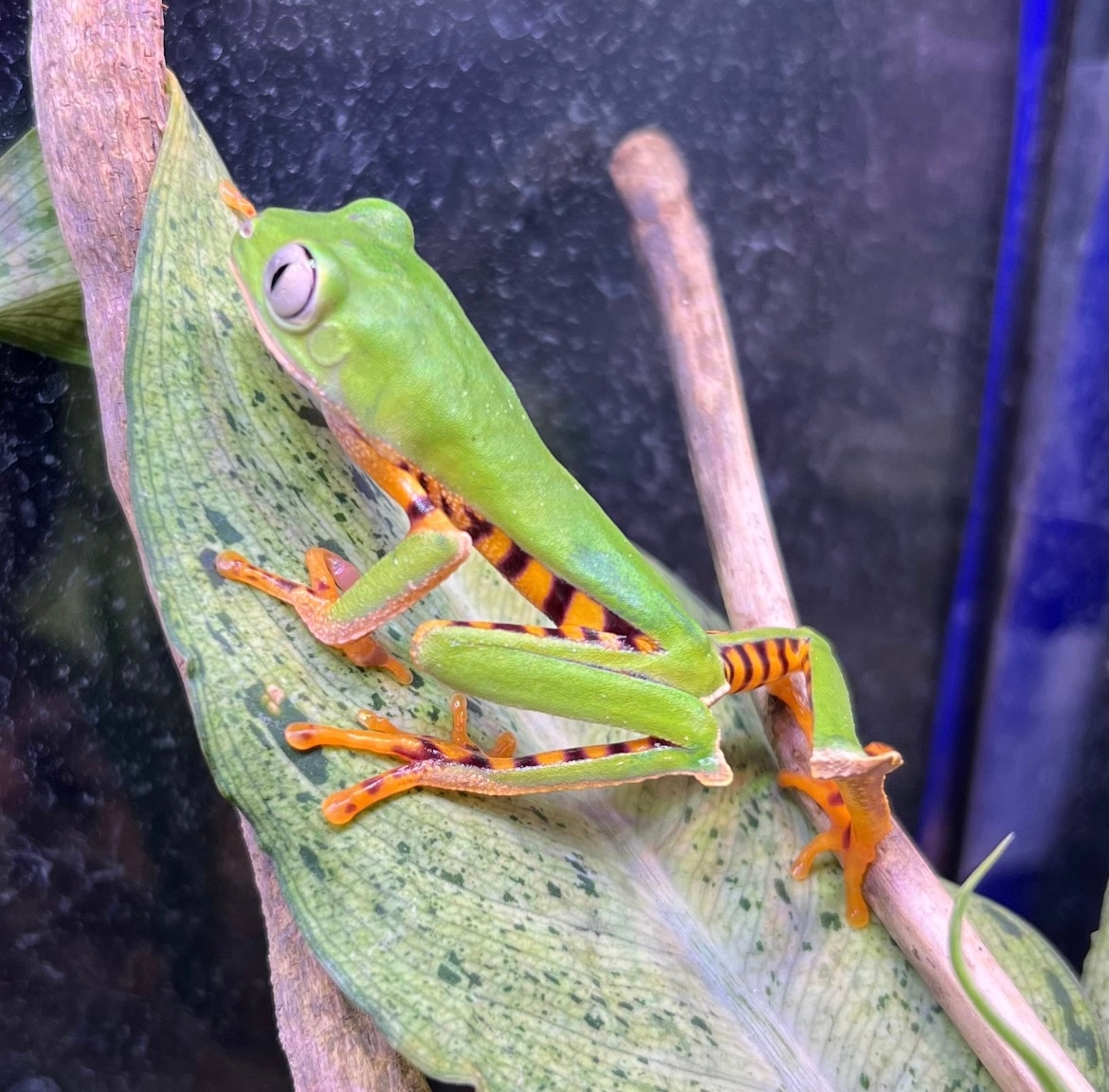 Super Tiger Leg Monkey Tree Frogs