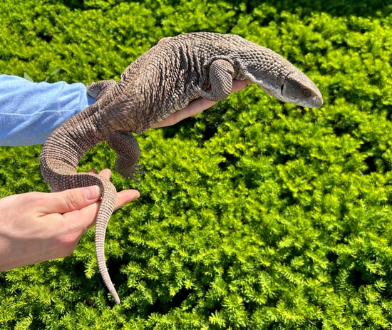 Adult Savannah Monitor by SATOO