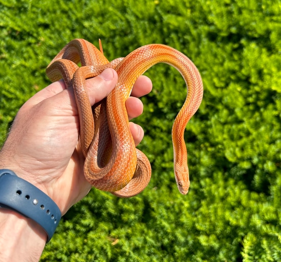 Adult Striped Corn Snake by SATOO