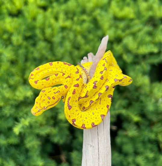 Baby Biak Green Tree Python *4th Of July SALE Has Started! by SATOO