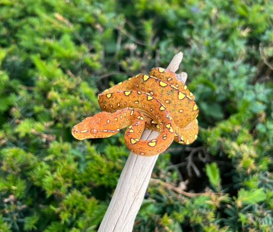 Baby Orange Biak Green Tree Python by SATOO