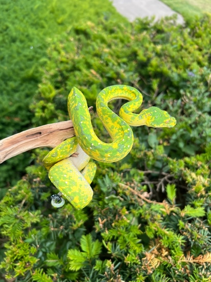 Sub-Adult Biak Green Tree Python by SATOO