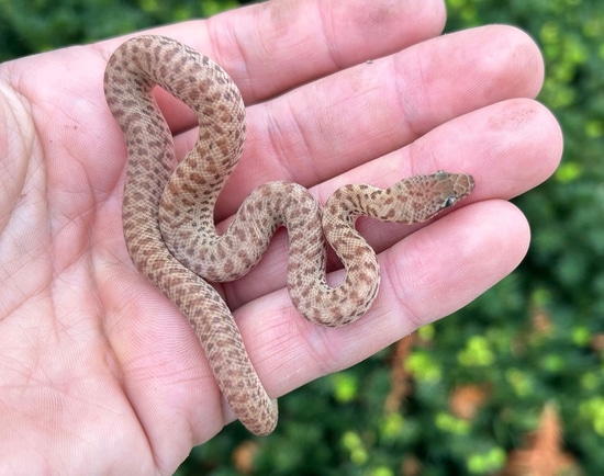 Baby Children’s Pythons Children's Python by SATOO