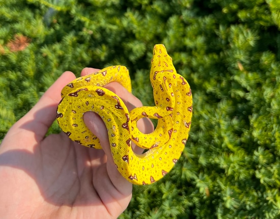 Biak Green Tree Python by SATOO