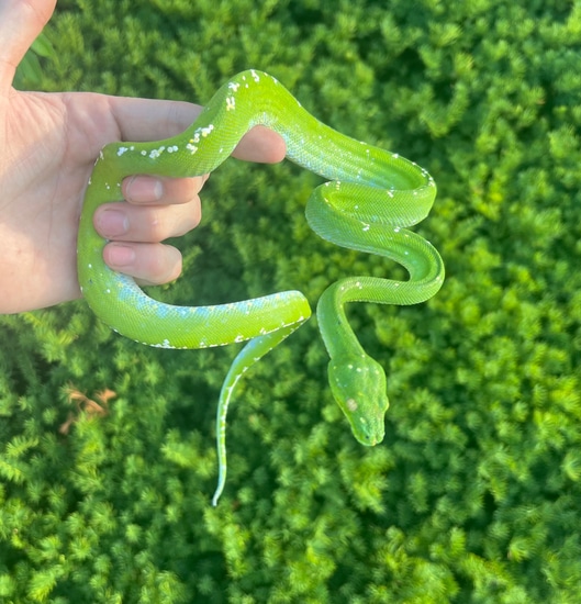 Aru Green Tree Python by SATOO