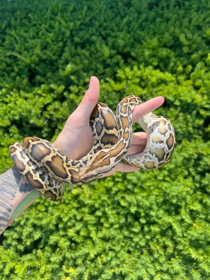 Juvenile Burmese Python by SATOO